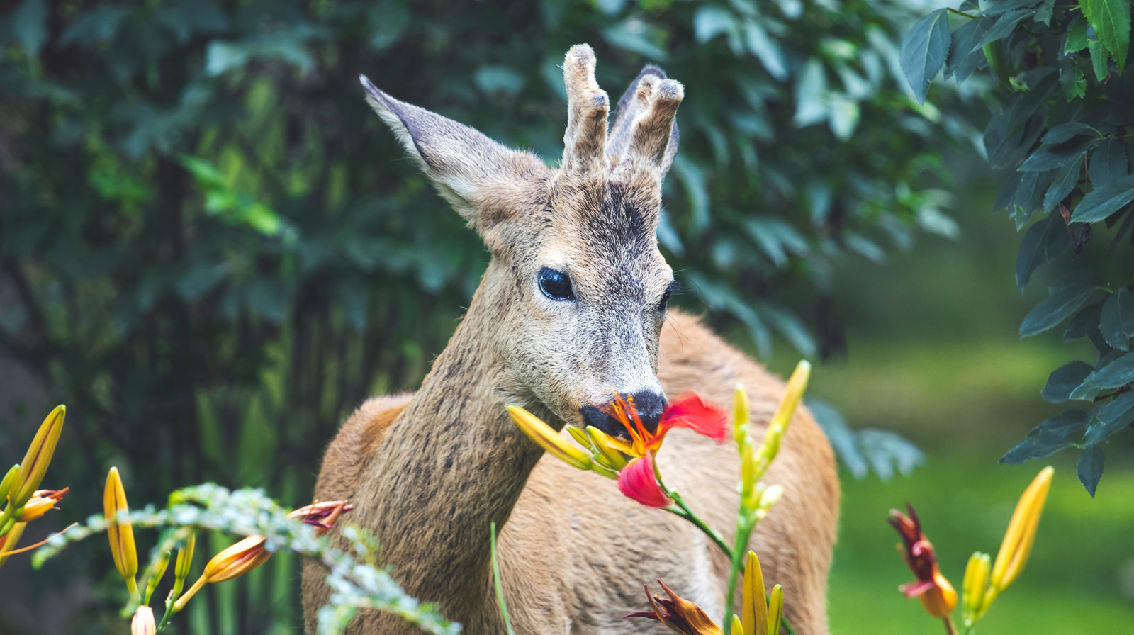 The Long-Blooming Vibrant Flower That Deer Won't Bother In The Garden