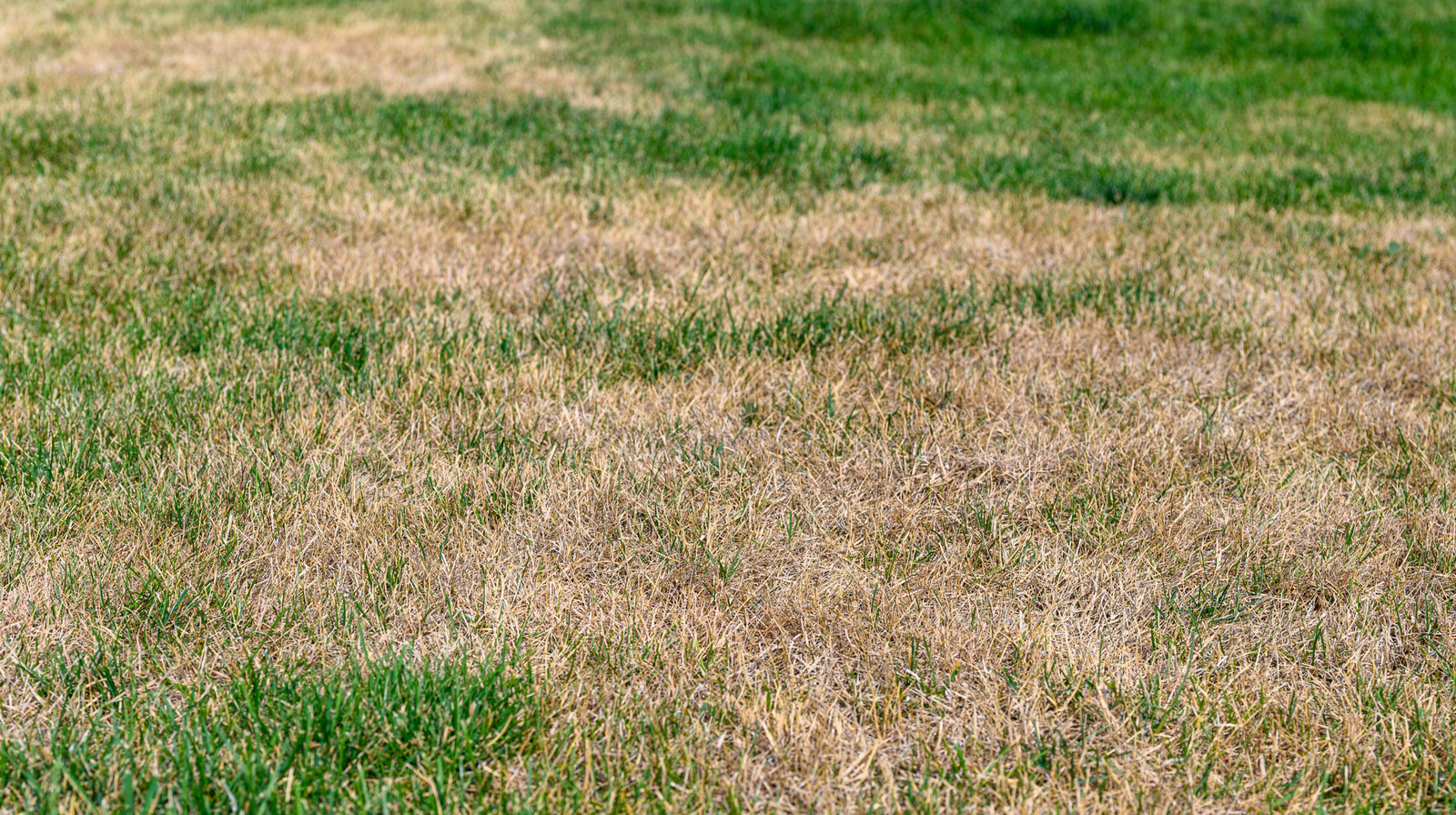 The Low-Maintenance Grass Alternative That Will Transform Your Landscape