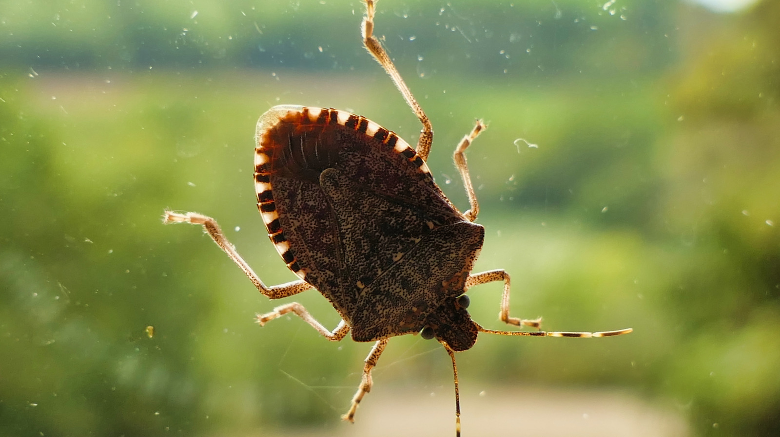 The Minty Scent That May Double As A Natural Stink Bug Repellent