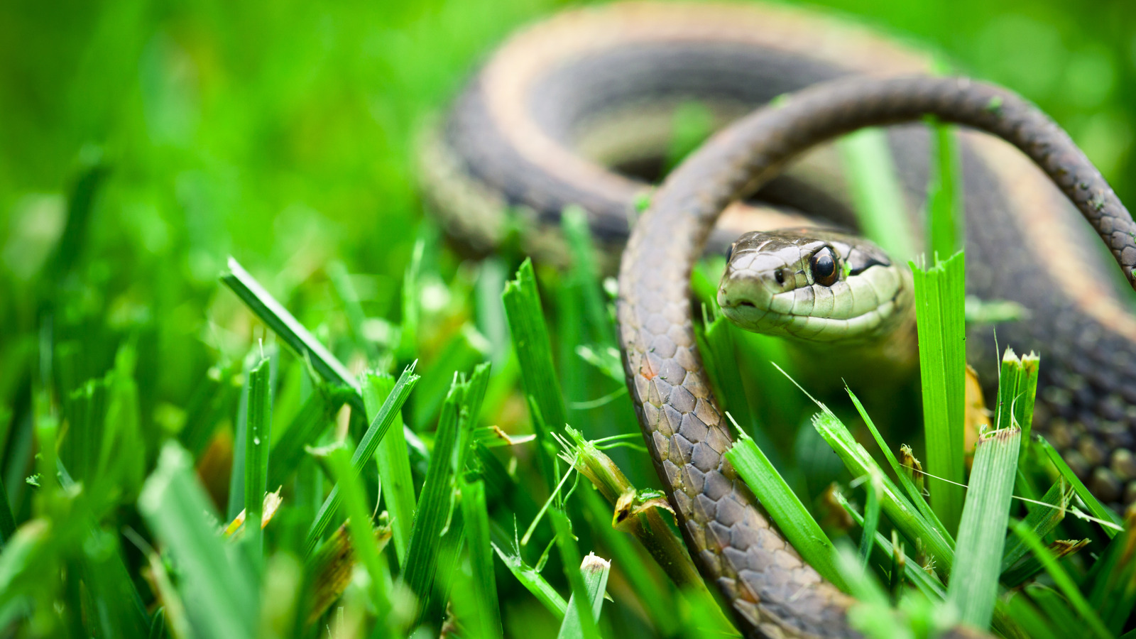 The Plant You'll Want To Grow To Keep Snakes And Other Pests Out Of ...