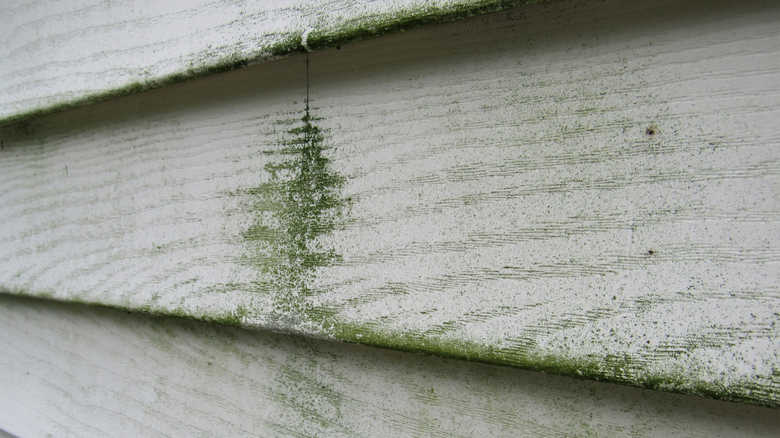 How To Clean And Remove Algae From Your Home's Siding With Oxygen Bleach