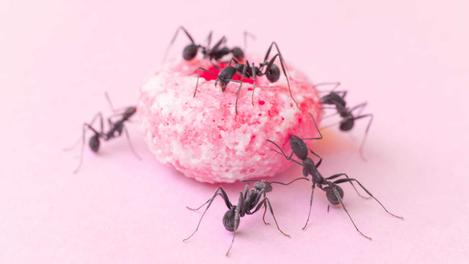 How To Use Pepper To Keep Ants Out Of The House Naturally