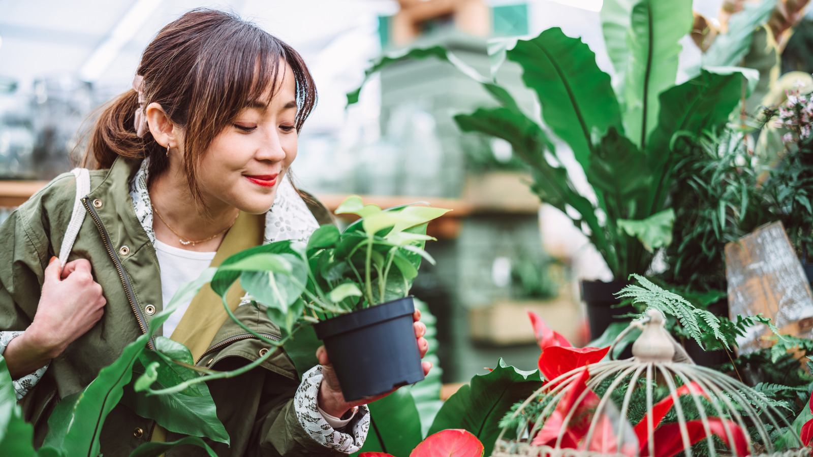Is Costco's Viral Olive Tree Worth The Price? Here's What Buyers Are Saying