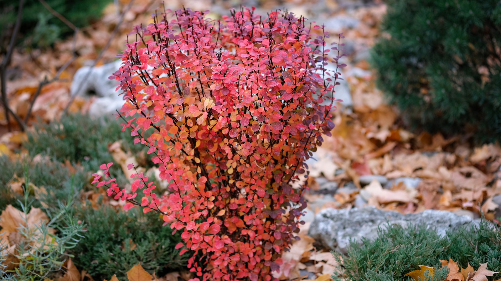 Think Twice Before Planting This Beautiful Red Bush In Your Yard