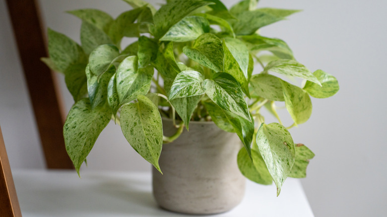 This Indoor Plant Thrives Without Direct Sunlight And Has Heart-Shaped ...