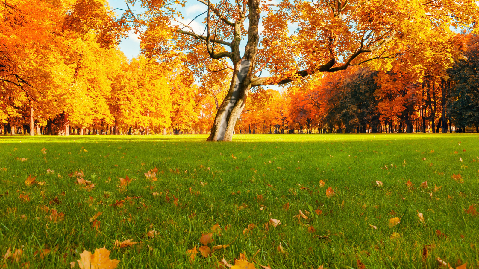 Want Fewer Weeds Next Spring? Do This Quick Lawn Care Task In November