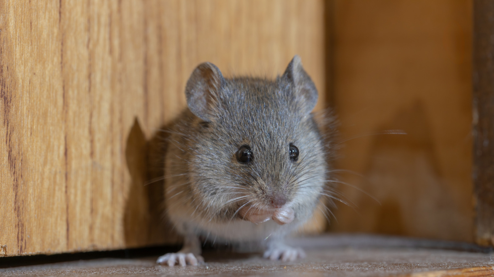 What To Do If You Find Mice In Your Attic