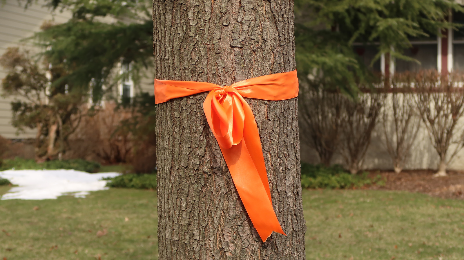 Why Some Hummingbird Lovers Tie Orange Ribbons On Their Trees (& Should ...