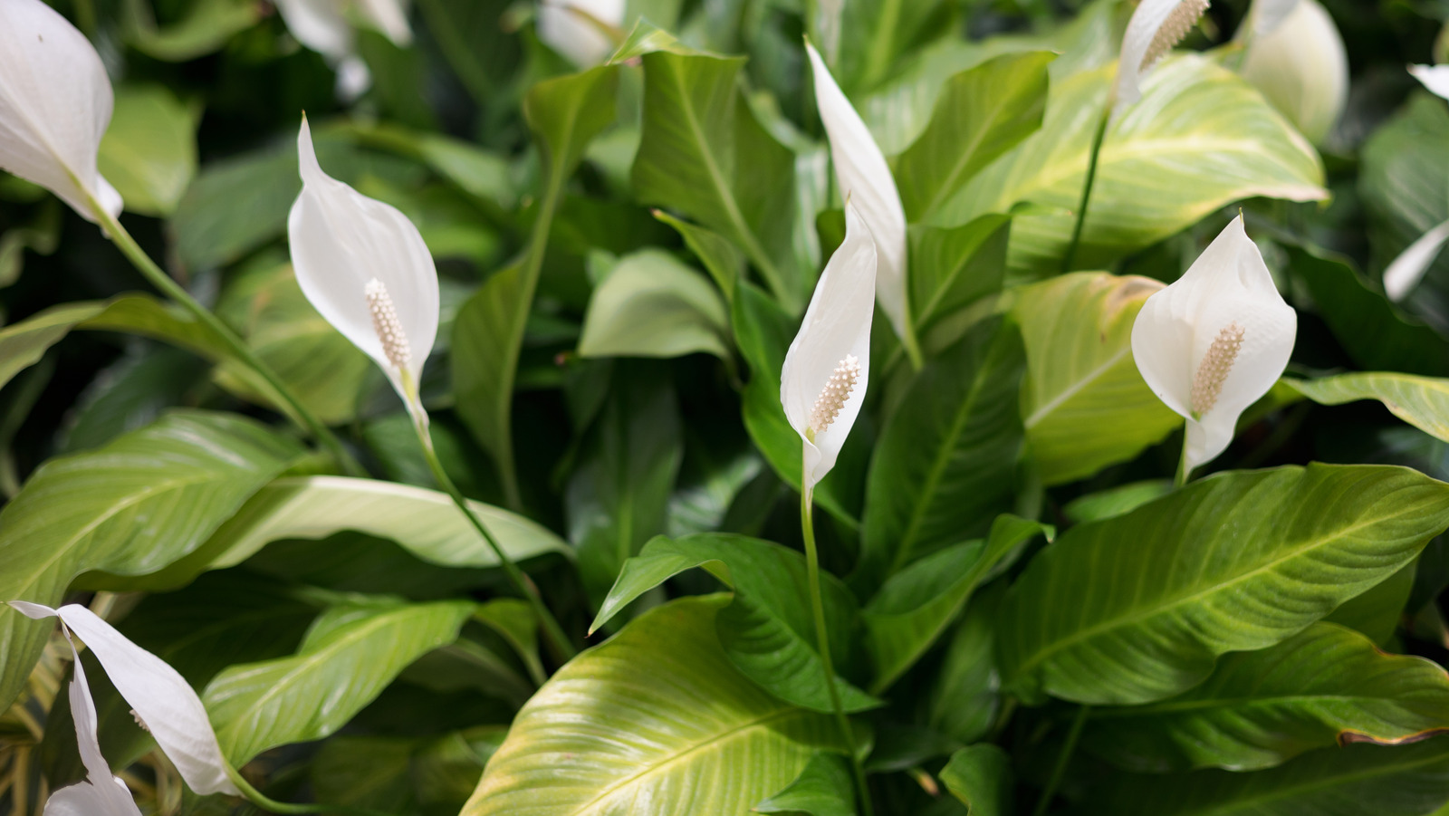Your Peace Lilies Will Thrive With The Help Of An Unexpected Leftover ...